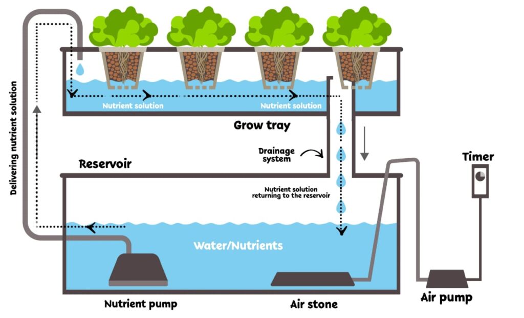 A Step-by-Step Guide to Building an Ebb-and-Flow Hydroponic System
